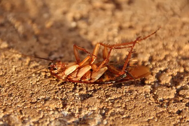 Cockroach Control in Kenya: Effective Home Remedies & Professional Fum